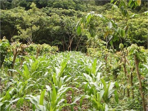 The Inga Tree - IngaFoundation