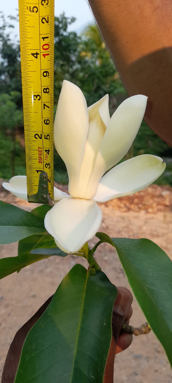 Two new species of Magnolia discovered - IngaFoundation